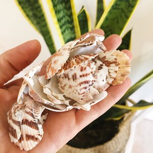 Pre-drilled Seashells Set of 25 Brown and White Chula Shells - Etsy