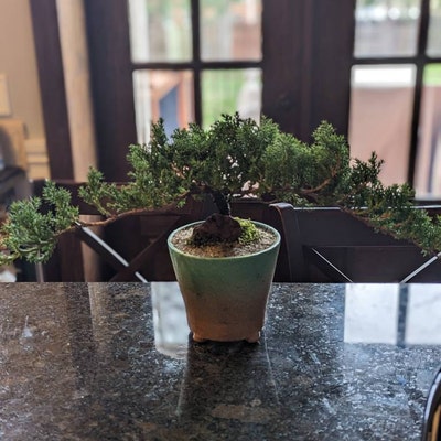 Indoor Flowering Cherry Tree - Etsy