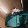 Cartoon Cat Car Review Mirror Decor, Cute Cat Figurine, Kawaii Car ...