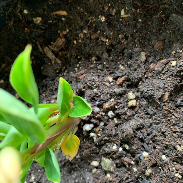 Golden Brush Dwarf Ginger - Burbidgea Schizocheila - Etsy