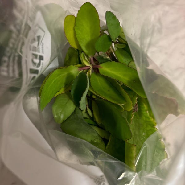 Brass Orisha Olosa Tools (ananagu Olokun Olosa Iroko Dada Ocha Ifa ...