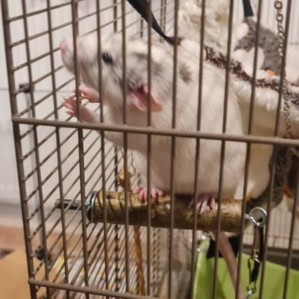 Large Chunky Wood Pet Perch for Cage, Pet Rat Toy Accessories, Rat ...