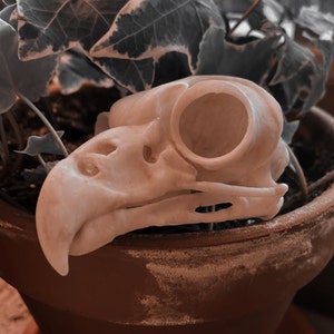 Siamang Black-furred Gibbon Skull Replica - Etsy
