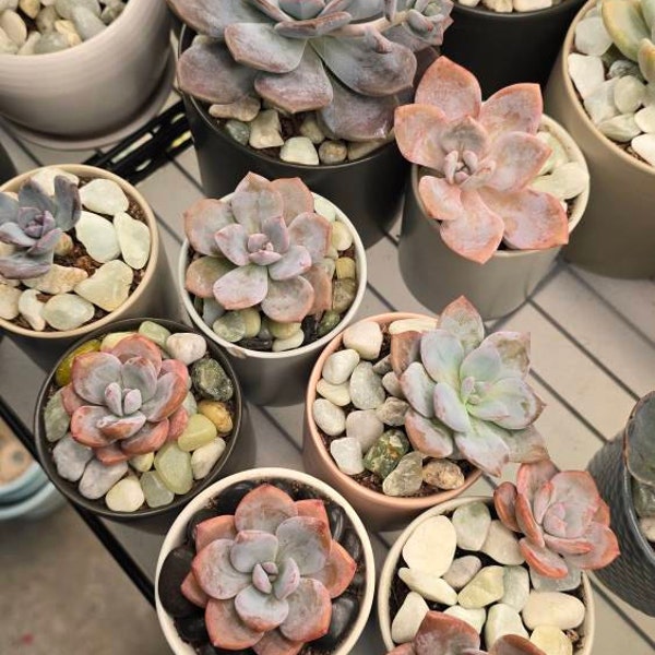 Haworthia Picta Metallic Red - Etsy