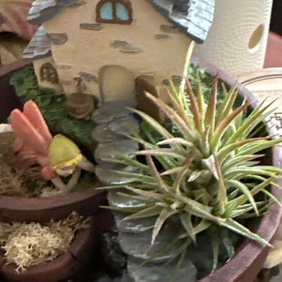 Tilly Boost 4oz Tillandsia & Bromeliad Food Air Plant Fertilizer ...