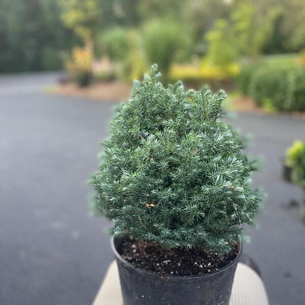 Pinus Densiflora 'pope' (pope Japanese Pine) Rare! - Etsy