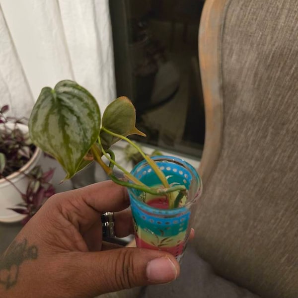 Market Botany Prop Drops - Liquid Propagation Supplement, Root Growth ...