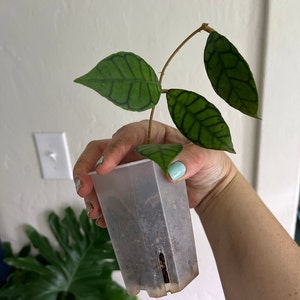 Peperomia Polybotrya Peperomia Raindrop Live Plant Rare | Etsy