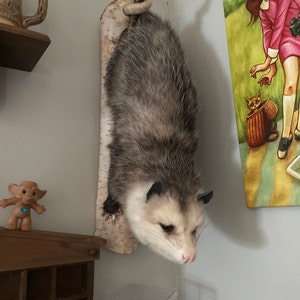 African Springbok Life-size Full Body Taxidermy Mount GB4130 - Etsy