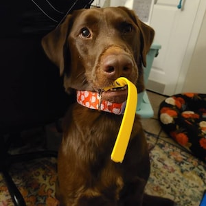 MD Dogs Bringsel, Alert Bringsel, 1/2 or 5/8 Wide Biothane Waterproof ...