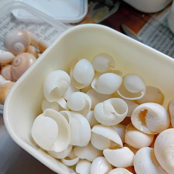 Trochus Radiatus/troca Natural Snail Shell 3/4"-1" Craft Seashells (5 ...