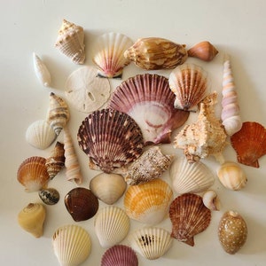 1/2 Pound Mixed Sanibel, Captivia & Ten Thousand Islands Handpicked ...