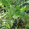 Gorgeous Large Macho Fern 6", Nephrolepis Biserrata, Giant Sword Fern ...