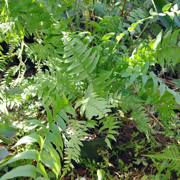 Gorgeous Large Macho Fern 6", Nephrolepis Biserrata, Giant Sword Fern ...