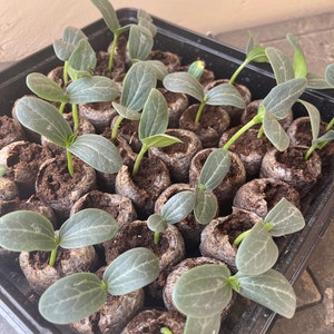 35 Organic Loofah Seeds Luffa Edible Squash Sponge Harvest Non-gmo ...