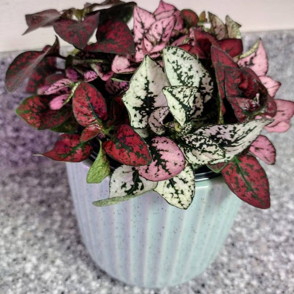 Tricolor Polka Dot Plant Hypoestes Red 4 From Myplants - Etsy