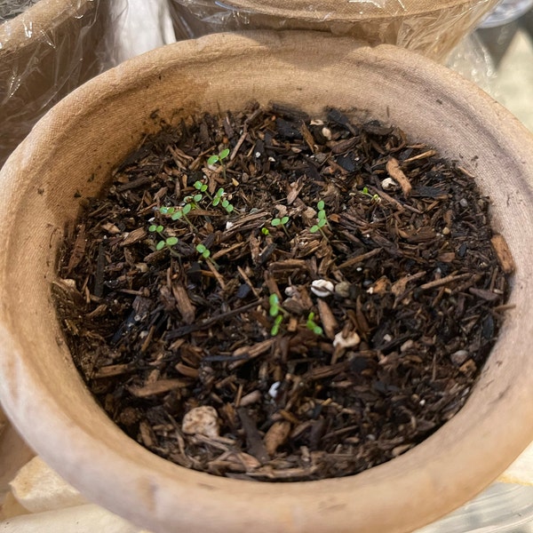 From Japan VERY RARE: 'hararasp' raspberry Tree Raspberries Growing on ...