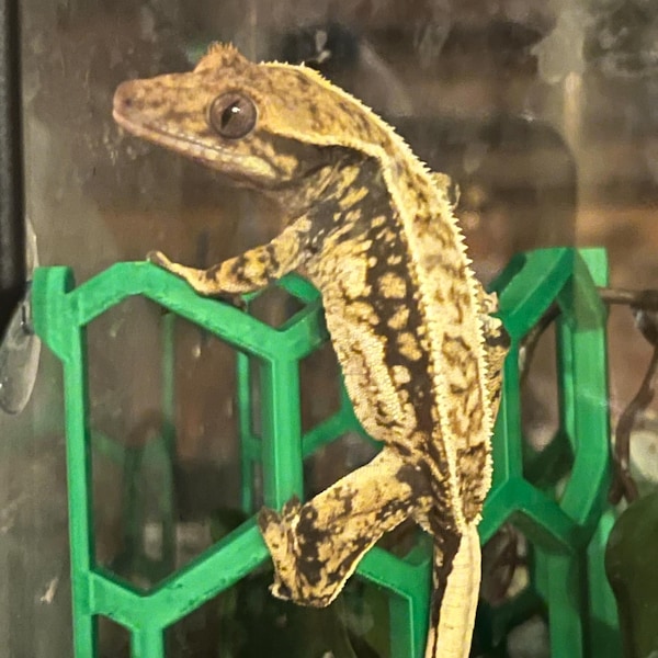 Snake Climbing Half Log: Reptile Enrichment Habitat Decor - Etsy