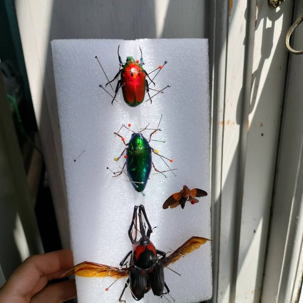 Pack of 5, 10, 25, 100 Assorted Beetles A1 | Unmounted Insect Specimens ...