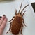 Cockroach Realistic Figure Felted American Cockroach Insect Figure Felt ...