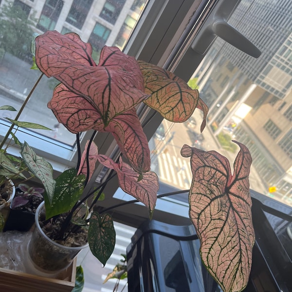 Caladium 'flatter Me' Size 2 2 Bulbs New Crop 2024 - Etsy
