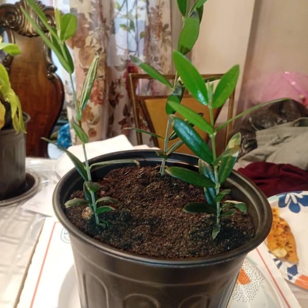 3 Arbequina Olive Starters, 3-4 Inches, Well Rooted - Etsy
