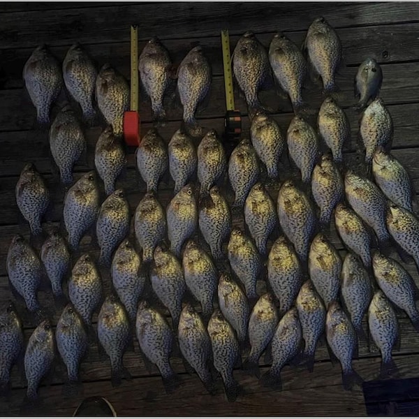 Size 10- Tungsten Bubble Minnow Jig 2 Pks - Etsy