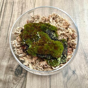 Star Moss Syntrichia Princeps Live Moss With Sporophytes - Etsy