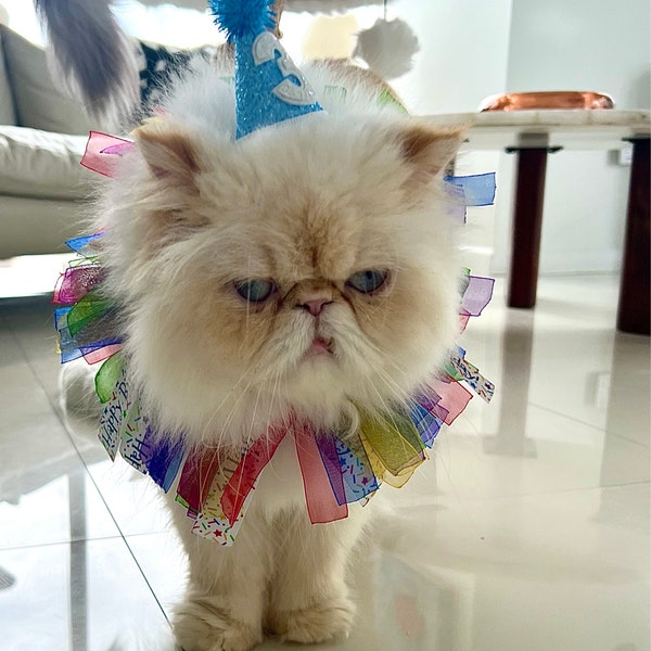 Pet Party Hat | Mini Cat Birthday Party Hat | Mini Cat Party Hat | Dog ...