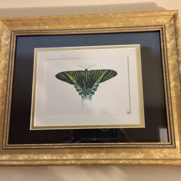 Proboscis Bat Watercolor Painting, Rhynchonycteris Naso Framed Painting ...