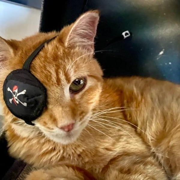 Pirate Eye Patch for CATS 100 % Cotton/ No Felt - Etsy