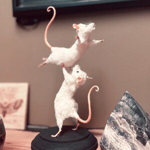 Circus Hoop Taxidermy Mice. - Etsy UK