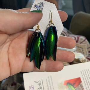 Real Beetle Wing Earrings Insect Earrings Beetle Earrings Real Bug ...