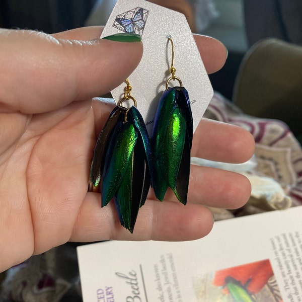 Real Beetle Wing Earrings Insect Earrings Beetle Earrings Real Bug ...