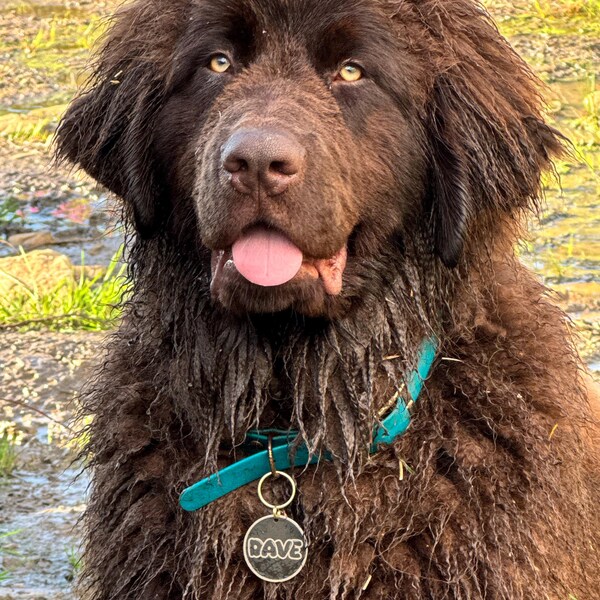 Egyptian Hieroglyphics Pharoah Dog Tag, Egypt Keyring Keychain ...