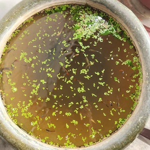 How to Work With Obatala: Orisha Altar Guide Printable - Etsy Canada