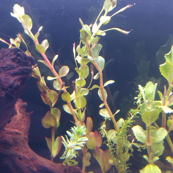 Fully RED Plants With Pogostemon Helferi Downoi, Bundle, pearlingplants ...