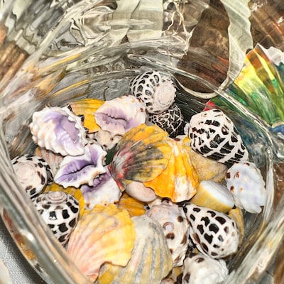 Calico Atlantic Scallop Seashells Argopecten Gibbus 10 Shells Approx. 2 ...