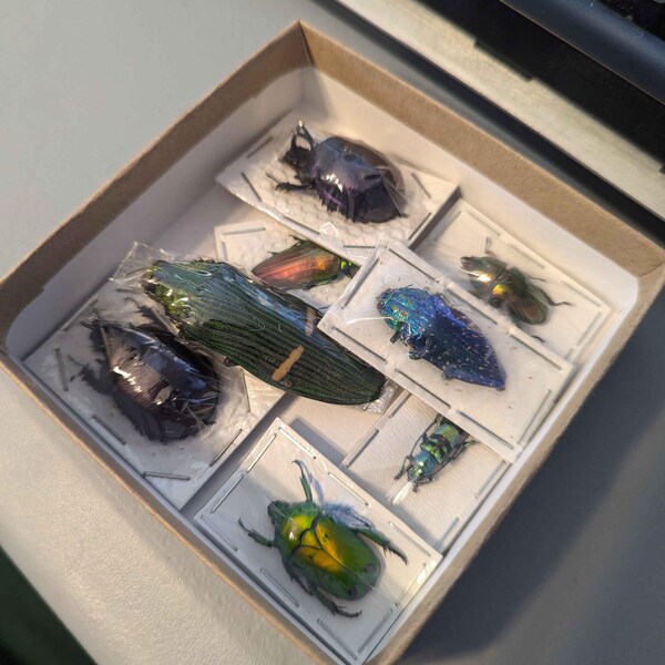 Mixed Real Beetles, Package of 5, Pack of Mixed Beetles, Entomology ...