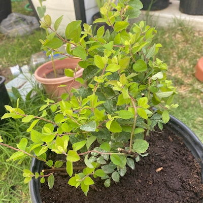 Snake Herb 1 Gallon Live Plant - Etsy