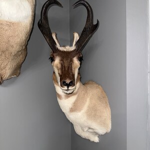 Big 5 Point DOUBLE MAIN BEAMS Whitetail Deer Shed Antler Taxidermy Log ...