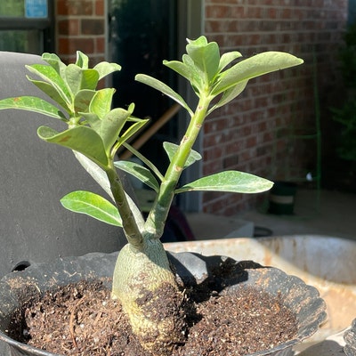 Rare Adenium Obesum Arabicum, Beautiful White Flowers Fat Caudex ...