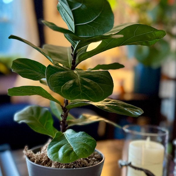 FICUS LYRATA Dwarf Fiddle Leaf Fig With 6