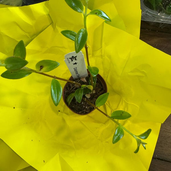 Hunter's Venom African Violet Live Plant, Young Starter in a 4" Pot ...