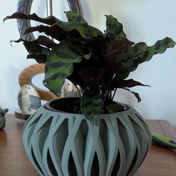 Marcus Pumpkin Avocado Tree , “cold Hardy” Grafted in 3 Gallons Pot, No ...