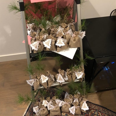 L 22 Nursery Bulk Seedlings White Pine Tree Starter Seedlings 4 to 6 ...