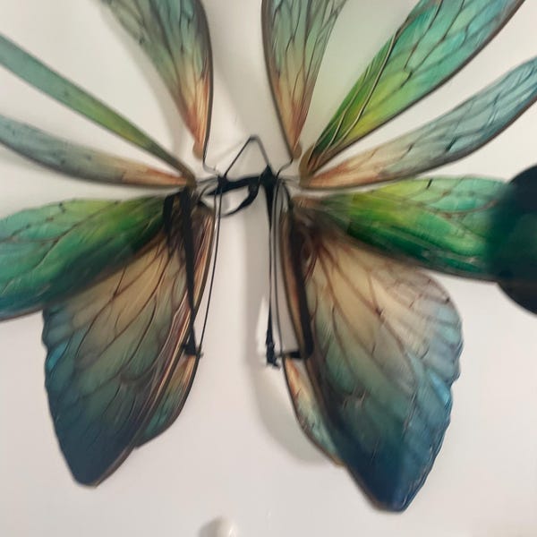 Transparent Wings, Moth Wings, Butterfly Wings, Elf Wings, Butterfly ...