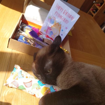 Personalised Cat Birthday Gift Box, Gotcha Day Presents, Pet ...