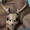 Wendigo Mask - Etsy