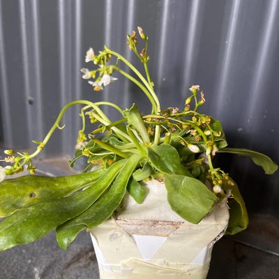 Live Mother of Millions / Devils Backbone / Kalanchoe Delagoensis - Etsy